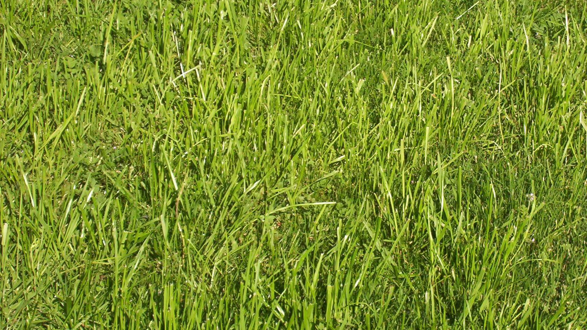 Net Zero Week The Grass Is Always Greener Karbon Homes net-zero-week-the-grass-is-always-greener-karbon-homes
